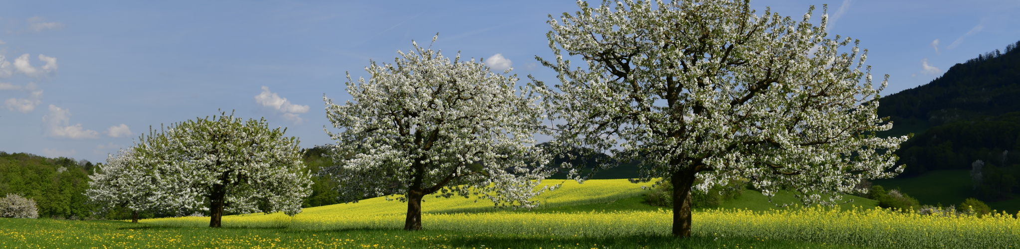 Neuigkeiten | Gemeinde Niederwil AG